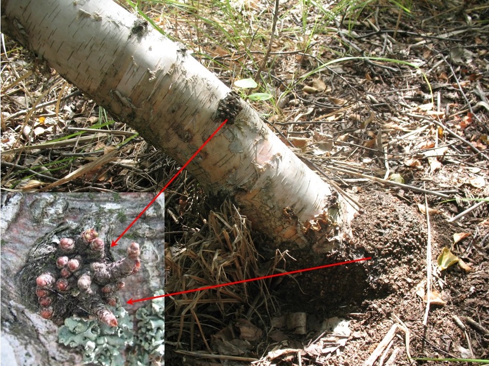 bb2 – Моя наука