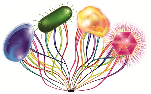 Гігантські віруси: втрачена гілка на дереві життя або молекулярні ...